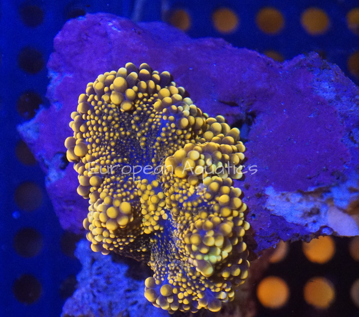 Ultra Yuma Mushroom – European Aquatics